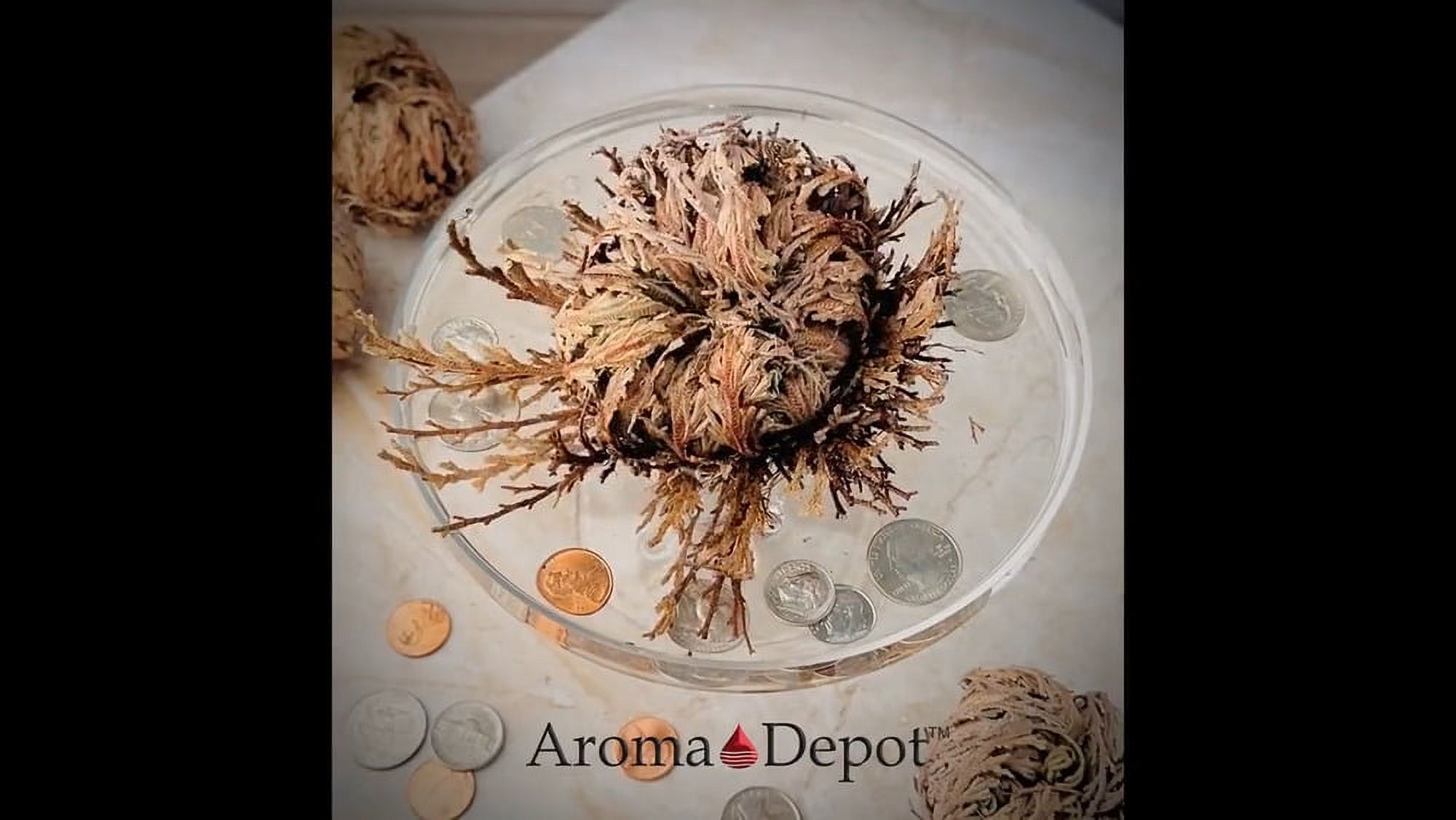 12 PACK Rose of Jericho Flower Resurrection Rose Flor Peña Selaginella ...