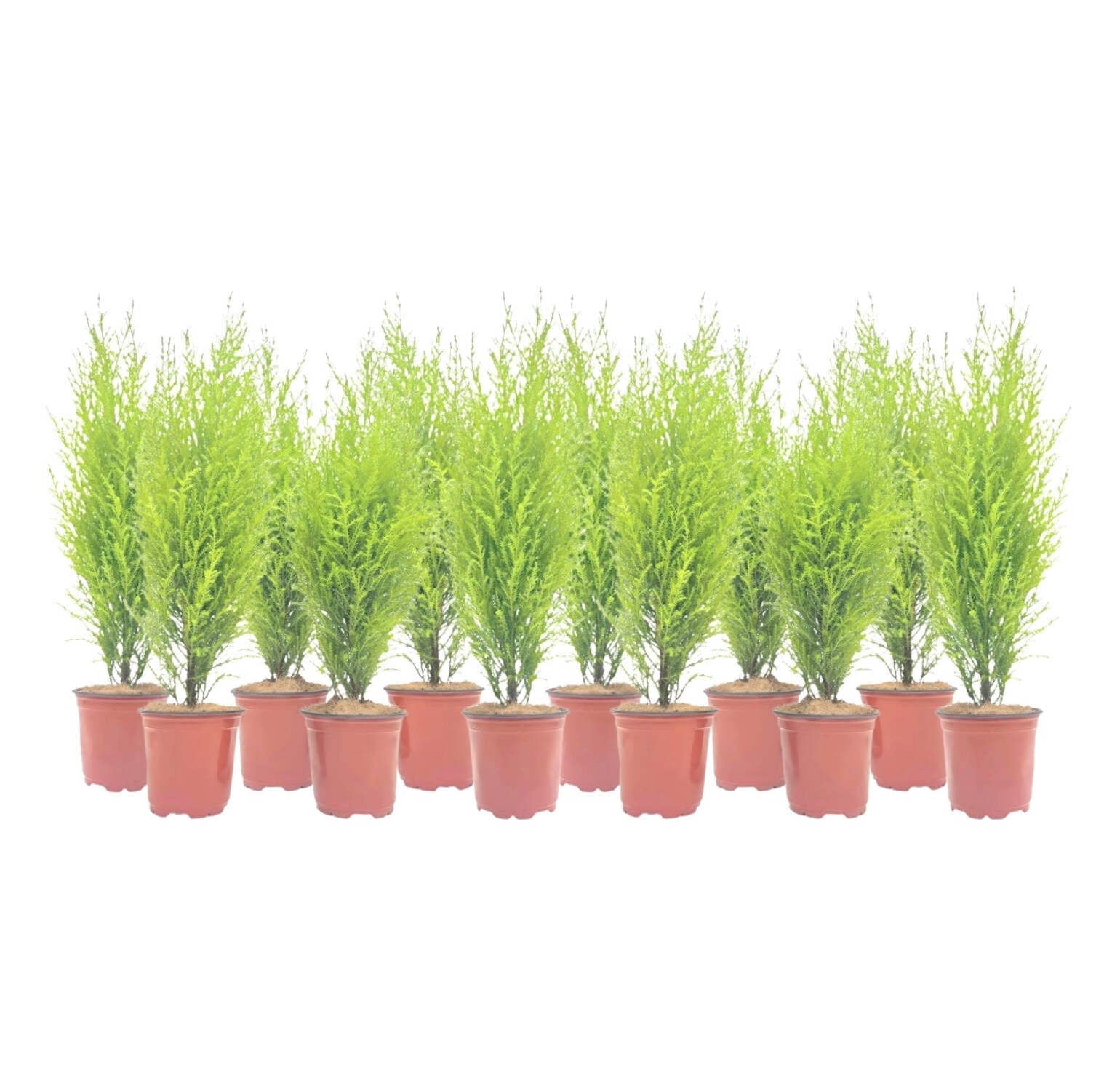 12-PK Live Dwarf Lemon Cypress, Cupressus macrocarpa ‘Goldcrest Wilma ...