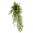 12 Pack: Green Springeri Fern Bush by Ashland® - Walmart.com