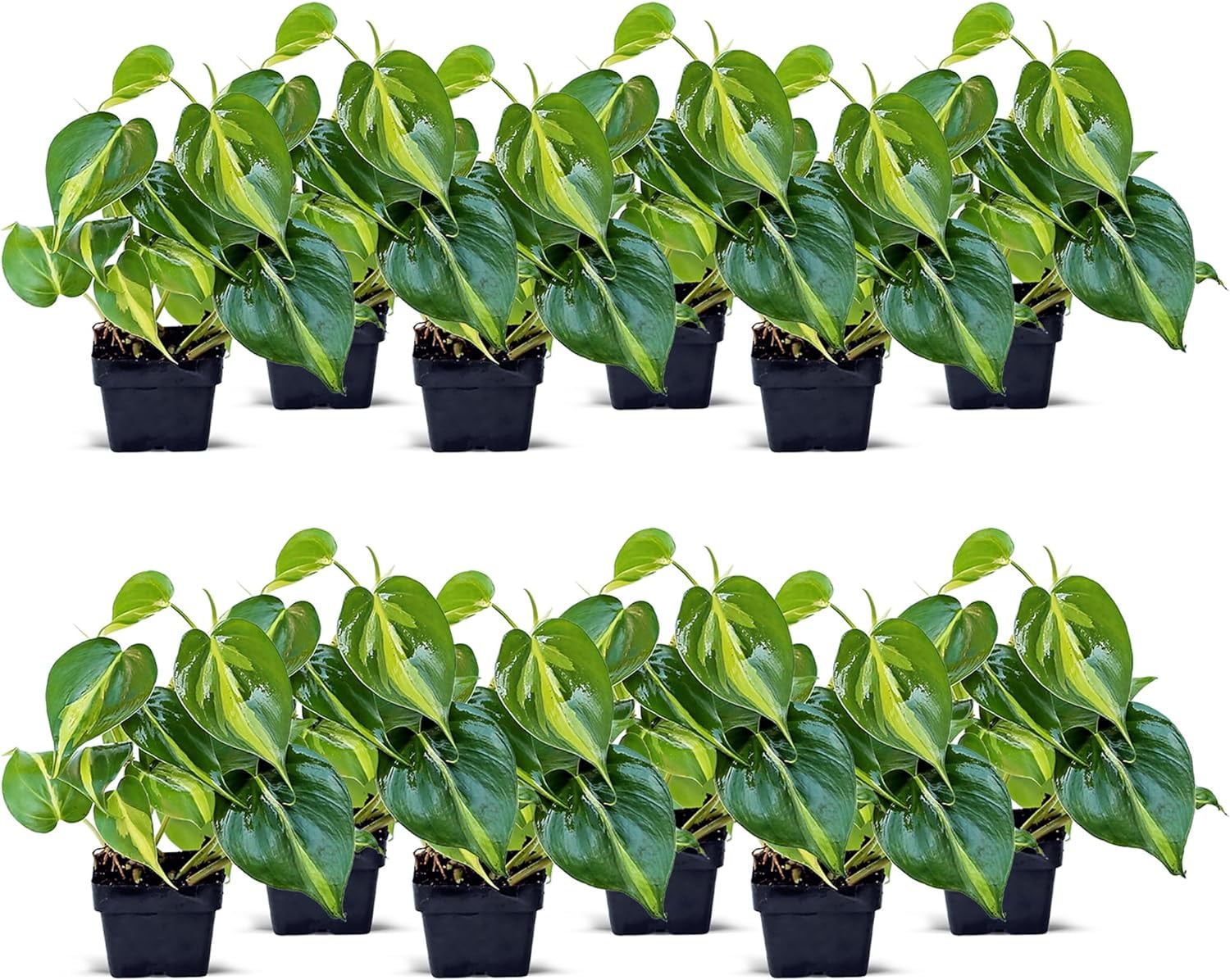 12 Pack Live Brazilian Philodendron Scandens Brazil, Indoor Trailing ...