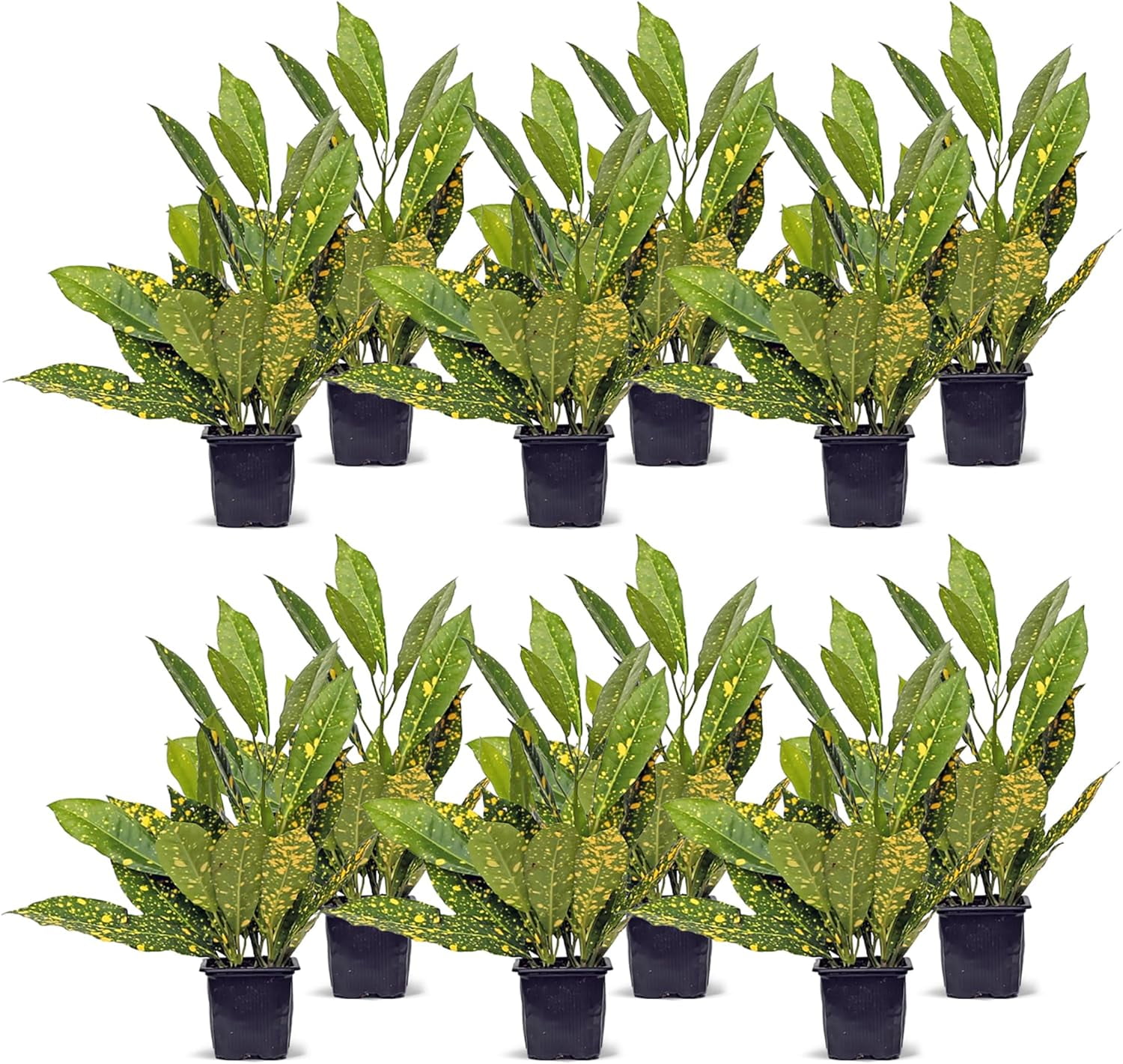 12 Pack Live Croton Gold Dust, Indoor Potted Variegated Houseplant ...