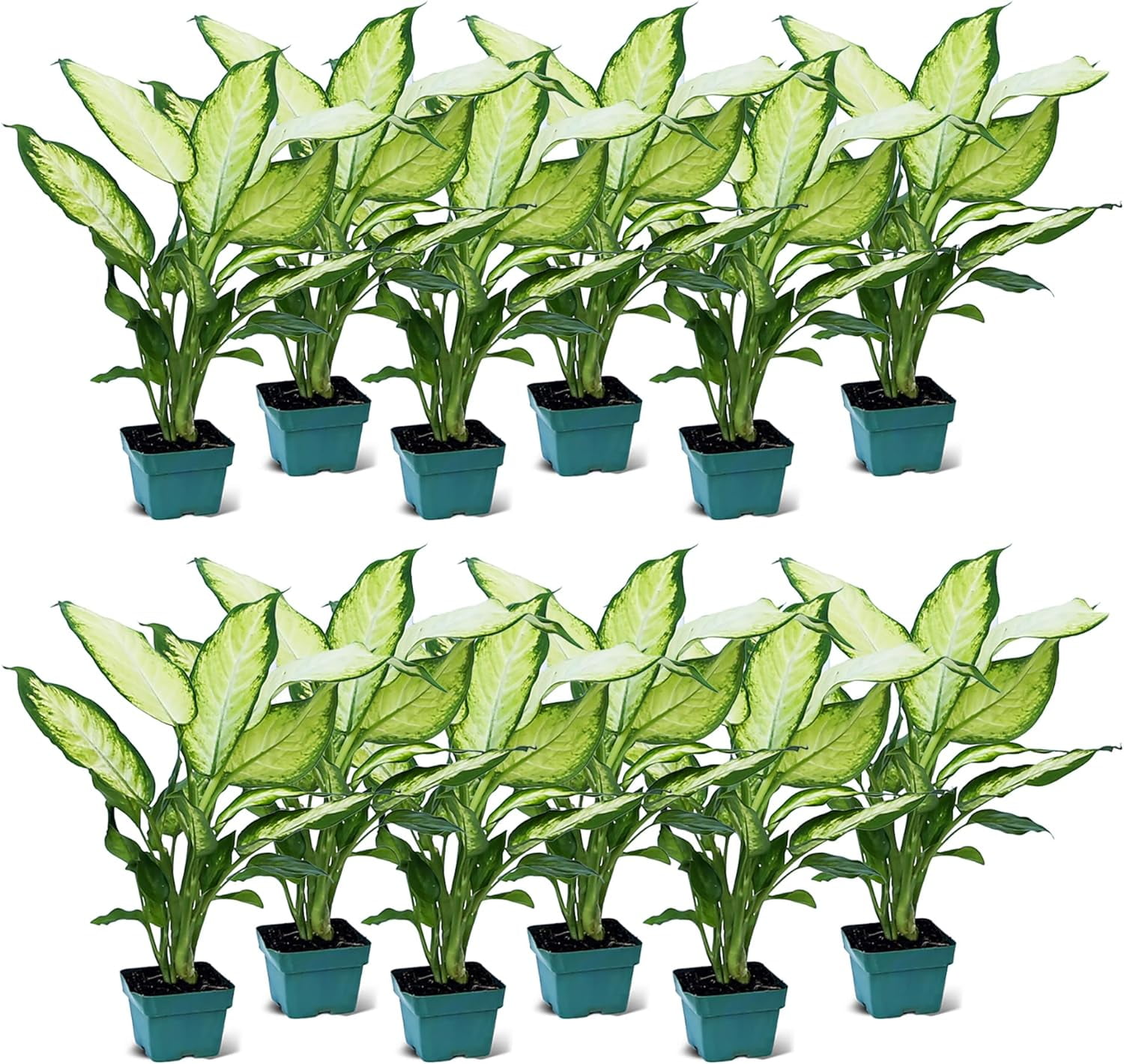 12 Pack Live Dieffenbachia Dumb Cane, Indoor Potted Houseplant, Plant ...