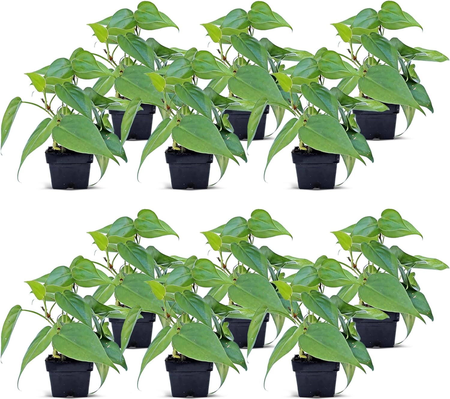 12 Pack Live Heartleaf Green Philodendron, Philodendron Hederaceum ...