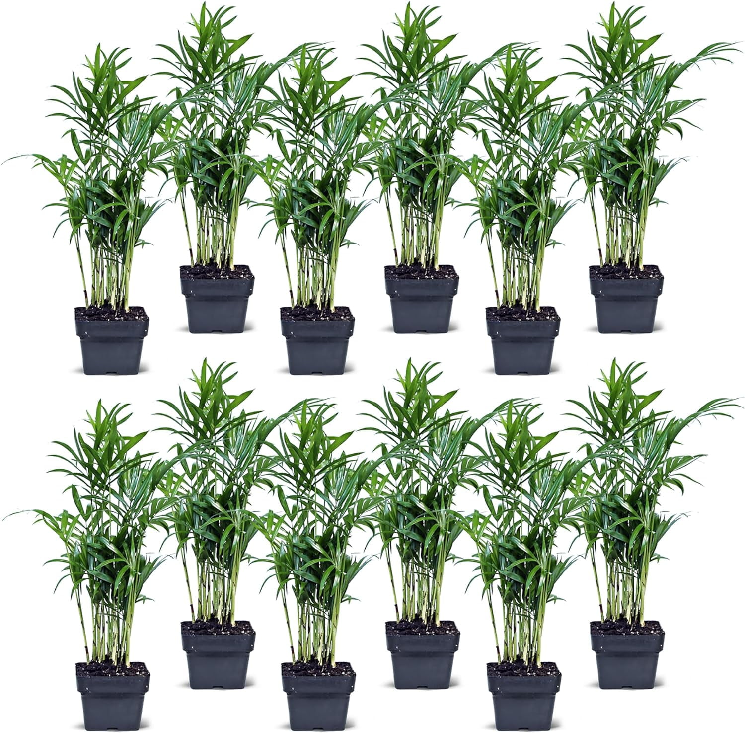 12 Pack Live Parlor Palm, Chamaedorea Elegans, Neanthe Bella, Indoor ...