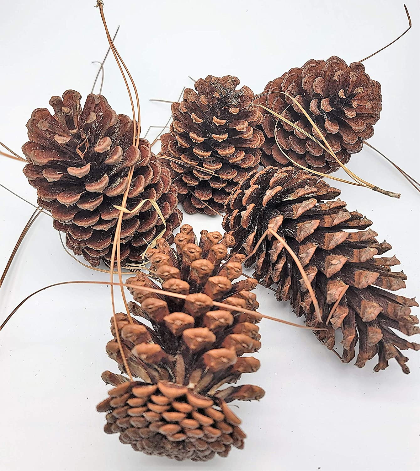 12 Pack Pine Cones 4" - 5" Real All Natural Pinecones in Bulk ...