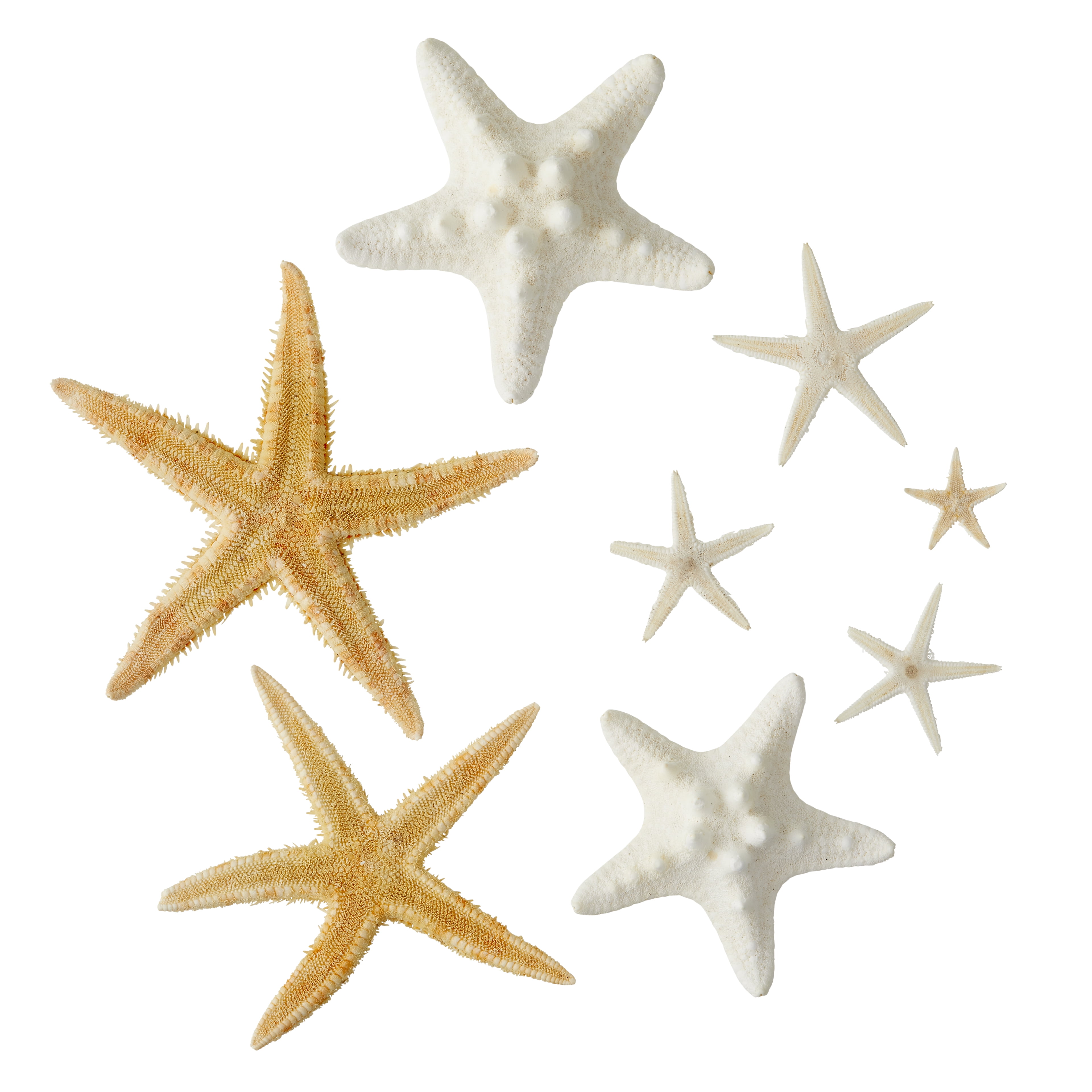 12 Pack: U.S. Shell Starfish Mix - Walmart.com