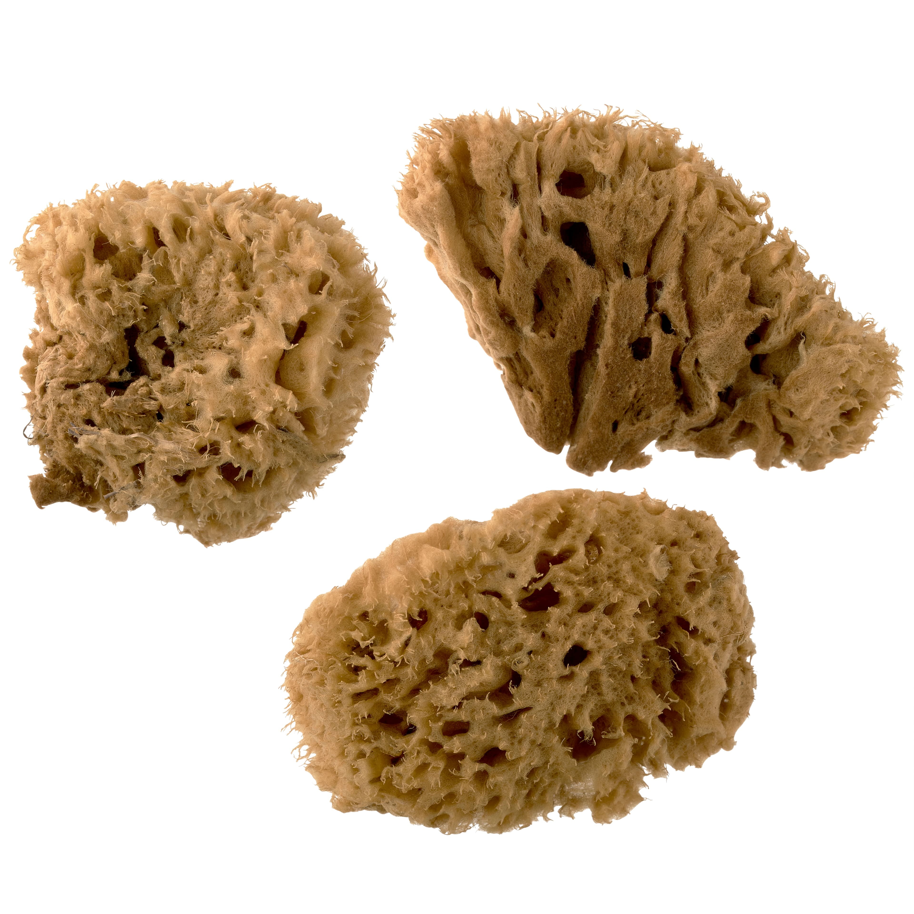 12 Packs: 3 ct. (36 total) Royal Natural Sea Wool Sponge Set - Walmart.com
