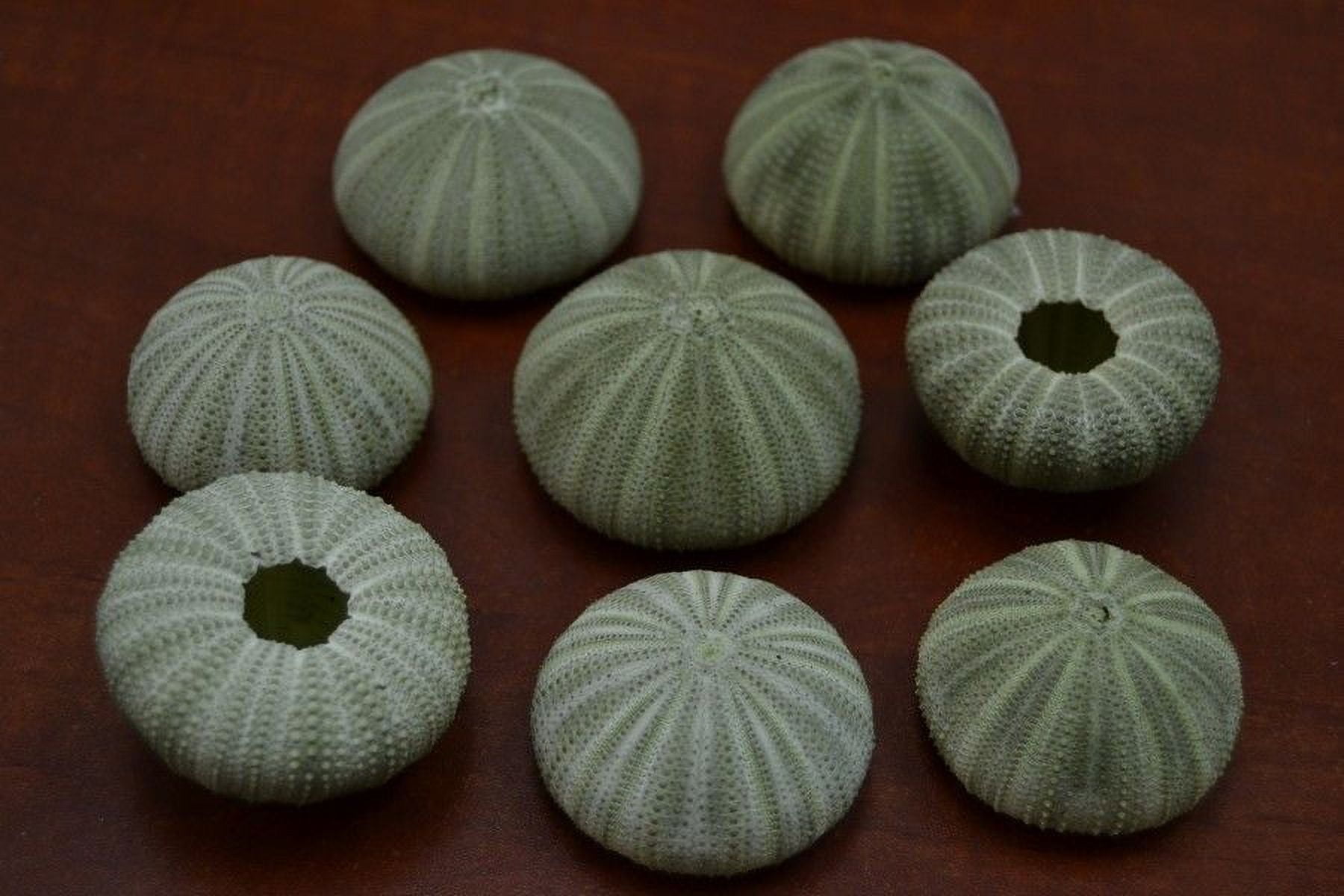 12 Pcs Green Sea Shell Urchins Craft Decor - Walmart.com