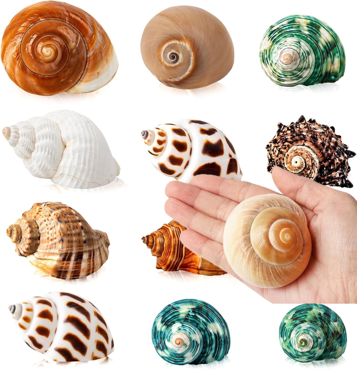 12 Pcs Hermit Crab Conch Shells Decor,Bexikou 1.6"-3.2" Inch DIY Crafts ...