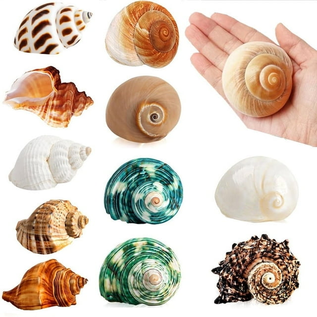 12 Pcs Hermit Crab Conch Shells Decor,Bexikou 1.6"-3.2" Inch DIY Crafts ...