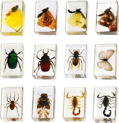 12 Pcs Insect in Resin Collection - Educational Bugs Specimen Set for Kids, Perfect for ...