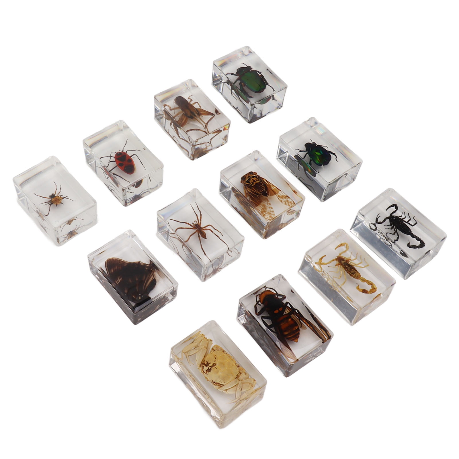 12 Pcs Real Bug Specimens Transparent Resin Science Education Classroom ...