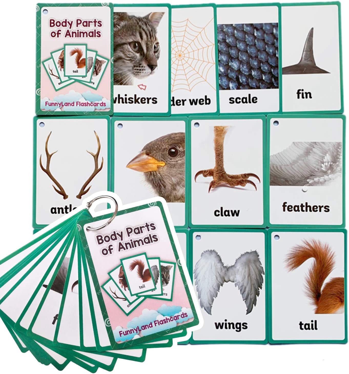12 Pcs/Set Animals Body Parts Flash Cards | Learning Toys Flashcards ...