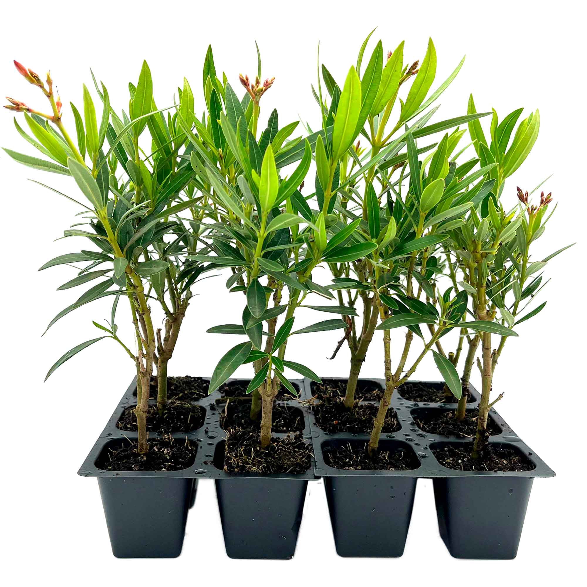 12 Petite Salmon Dwarf Oleander – Evergreen Light Pink Flowering Shrub ...