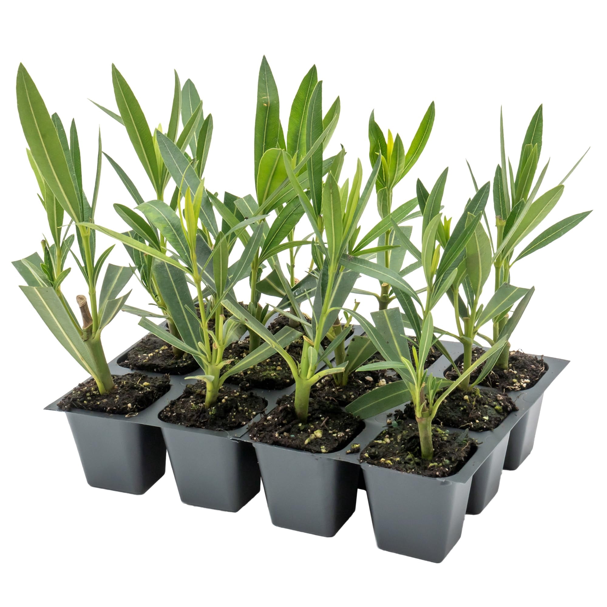 12 Pink Oleander Shrubs | Live Plants in 2.5-inch Nursery Cubes ...