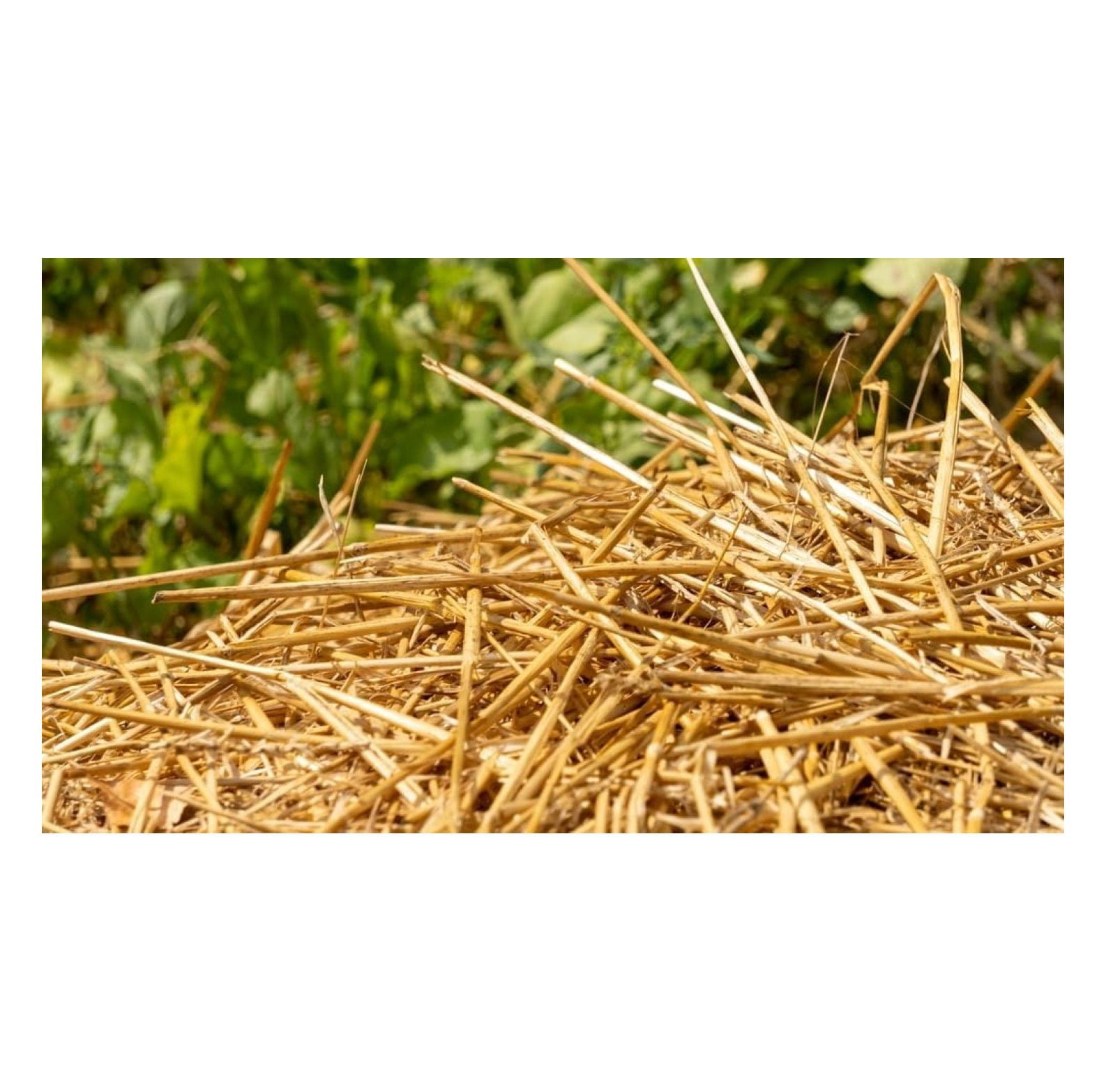 12 Pounds 100% Natural Wheat Straw for Animal Bedding, Garden Mulch ...