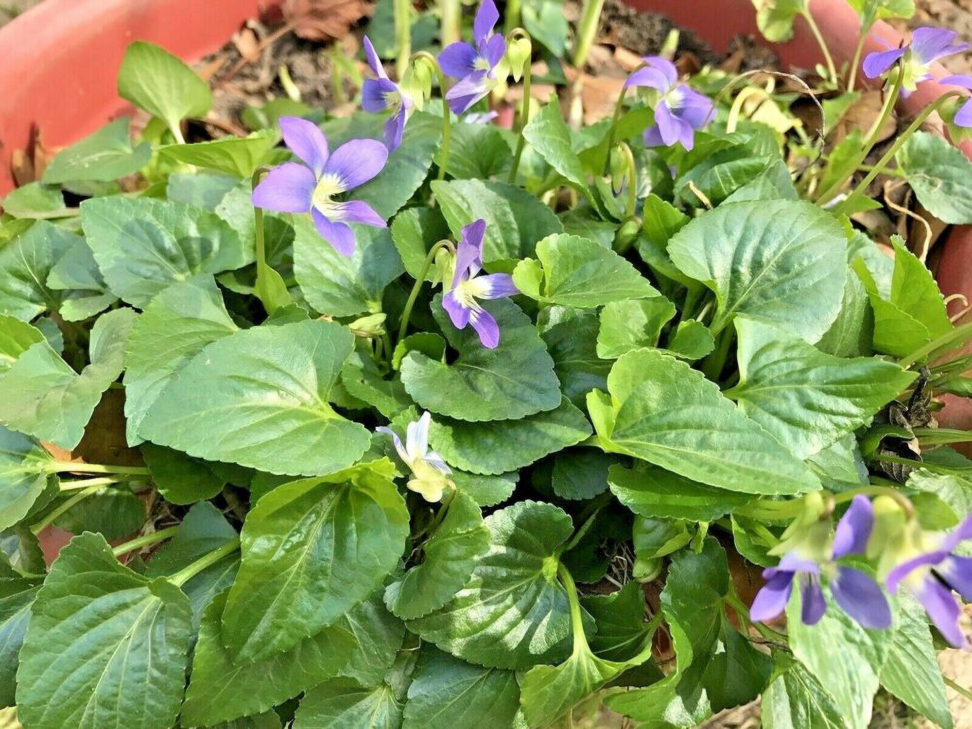 12 Purple Wild Violets Starter Plants Flower Bulbs Perennial Bare Root ...