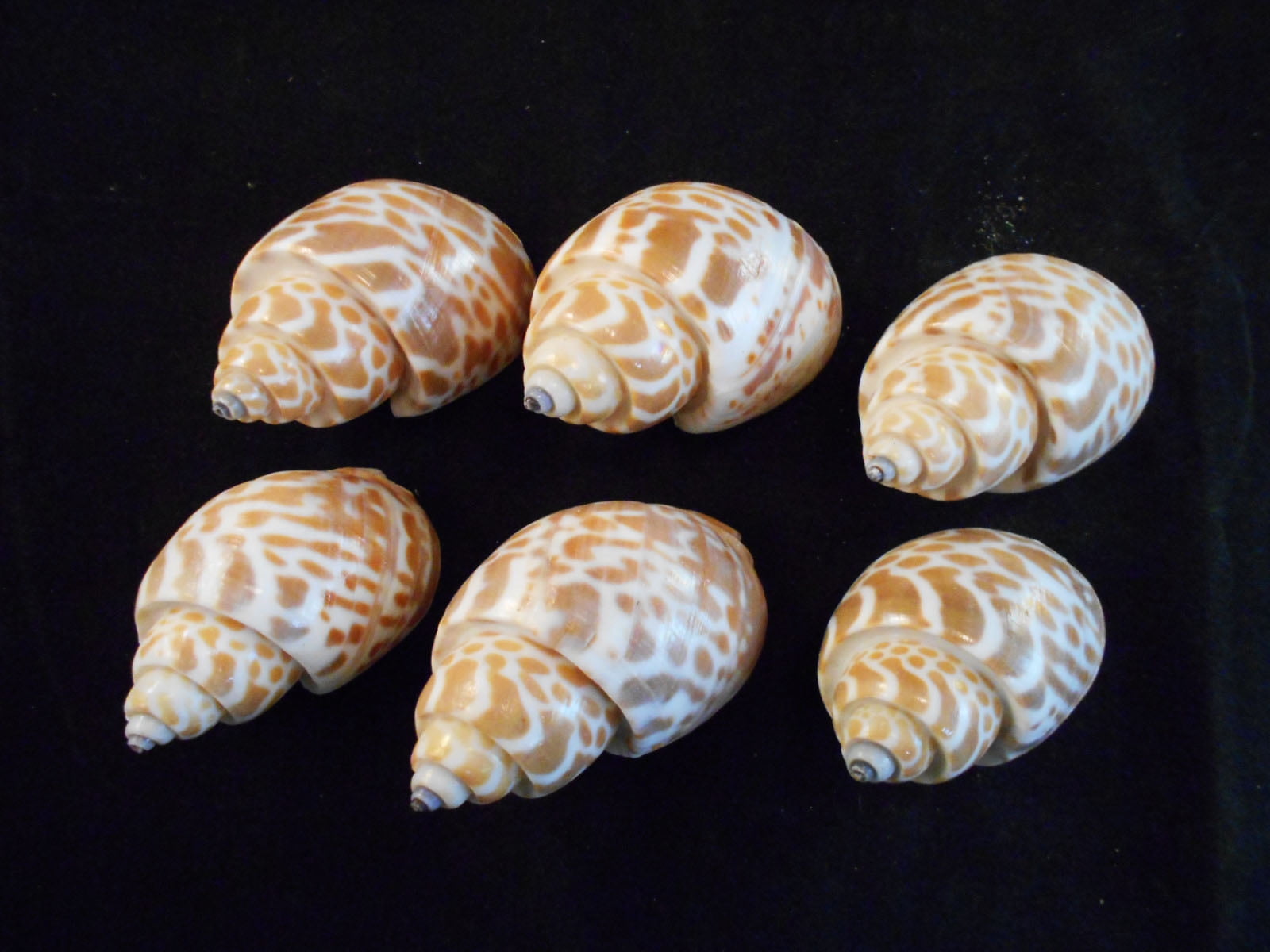 12 Select Small Babylonia Spirata Shells Seashells 1" - 1 1/2 ...
