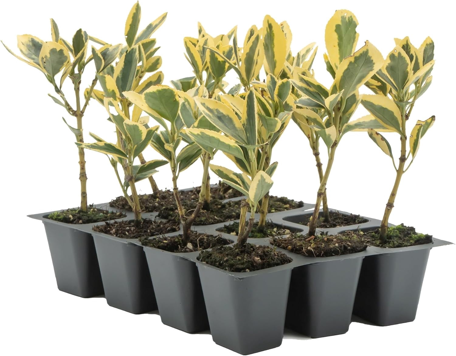 12 Silver King Euonymus, Live Shrubs - Hardy Variegated Evergreen Shrub ...