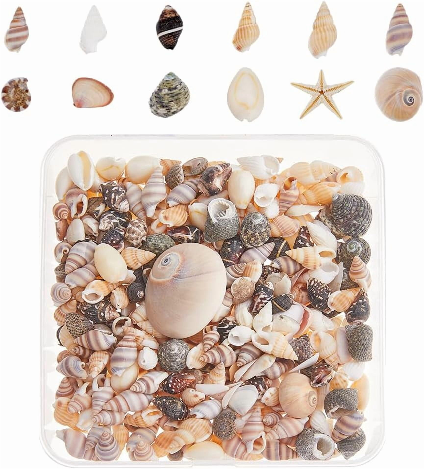 12 Styles Tiny Shells Decorations - 130g Natural Ocean Spiral Sea ...