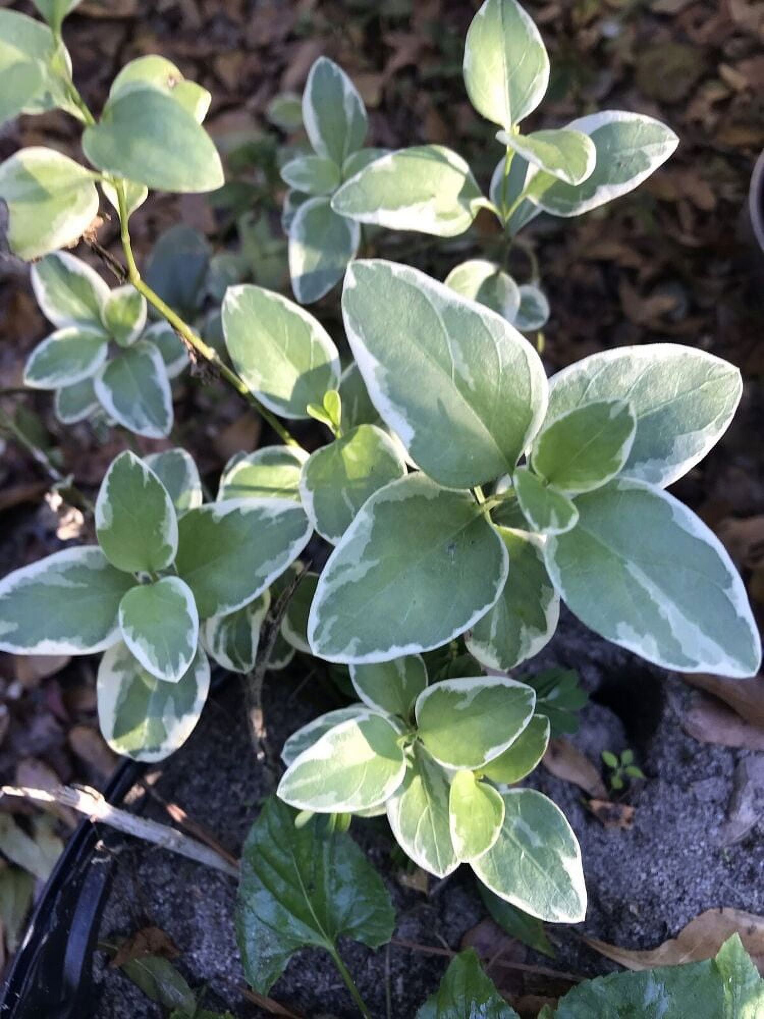 12 Variegated Vinca Periwinkle Trailing Vine Starter Plants Bare Root ...
