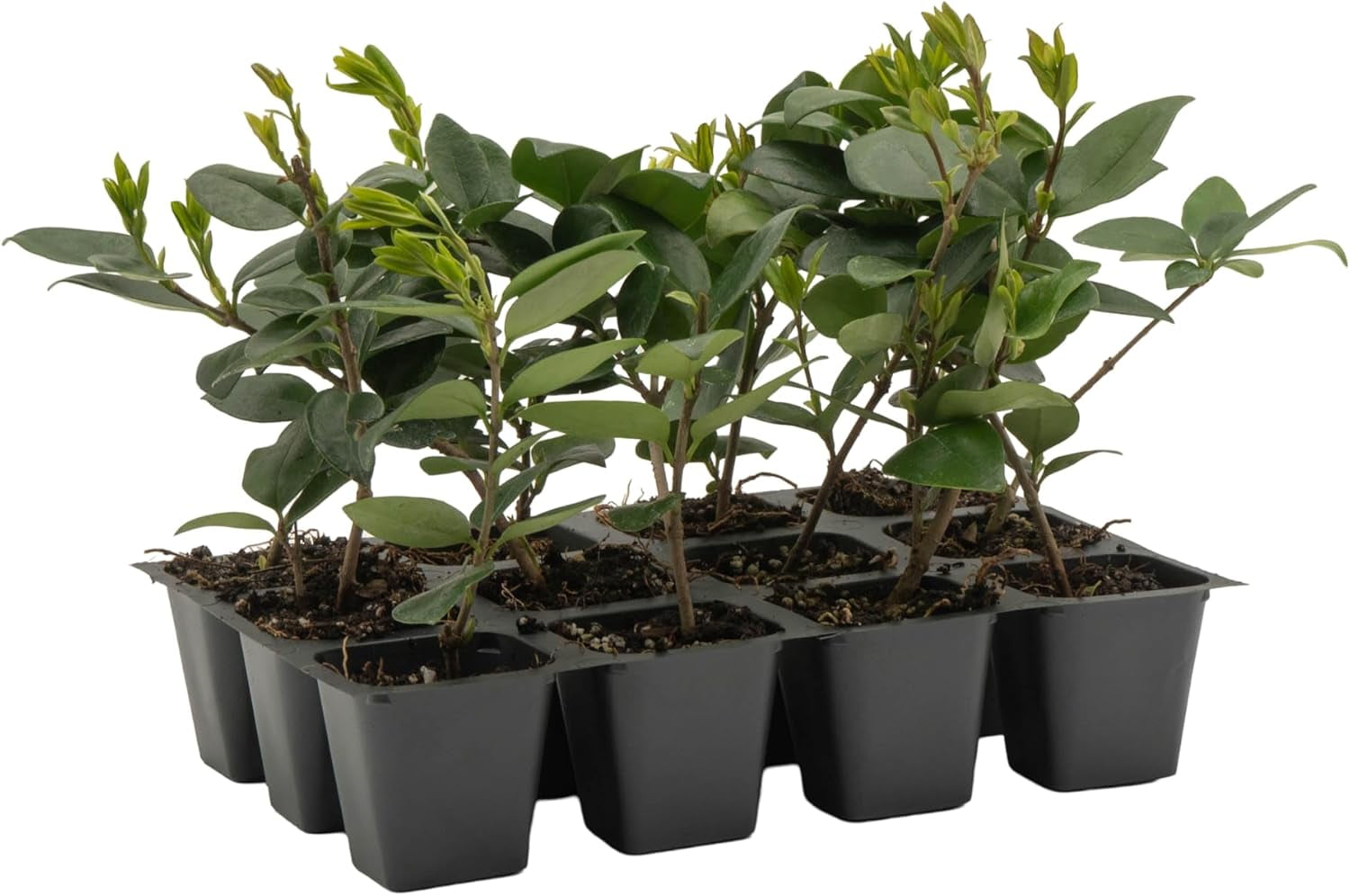 Texas Privet, 12 Live Plants, 2.5" Nursery Containers, Ligustrum ...