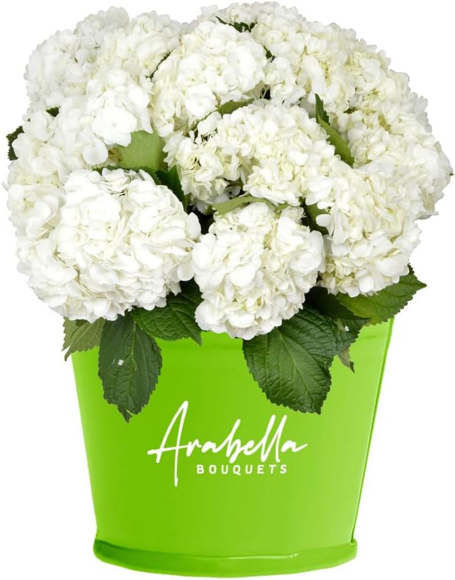 12 White Hydrangea Bulk Fresh Flowers | Arabella Bouquets | Flowers for ...