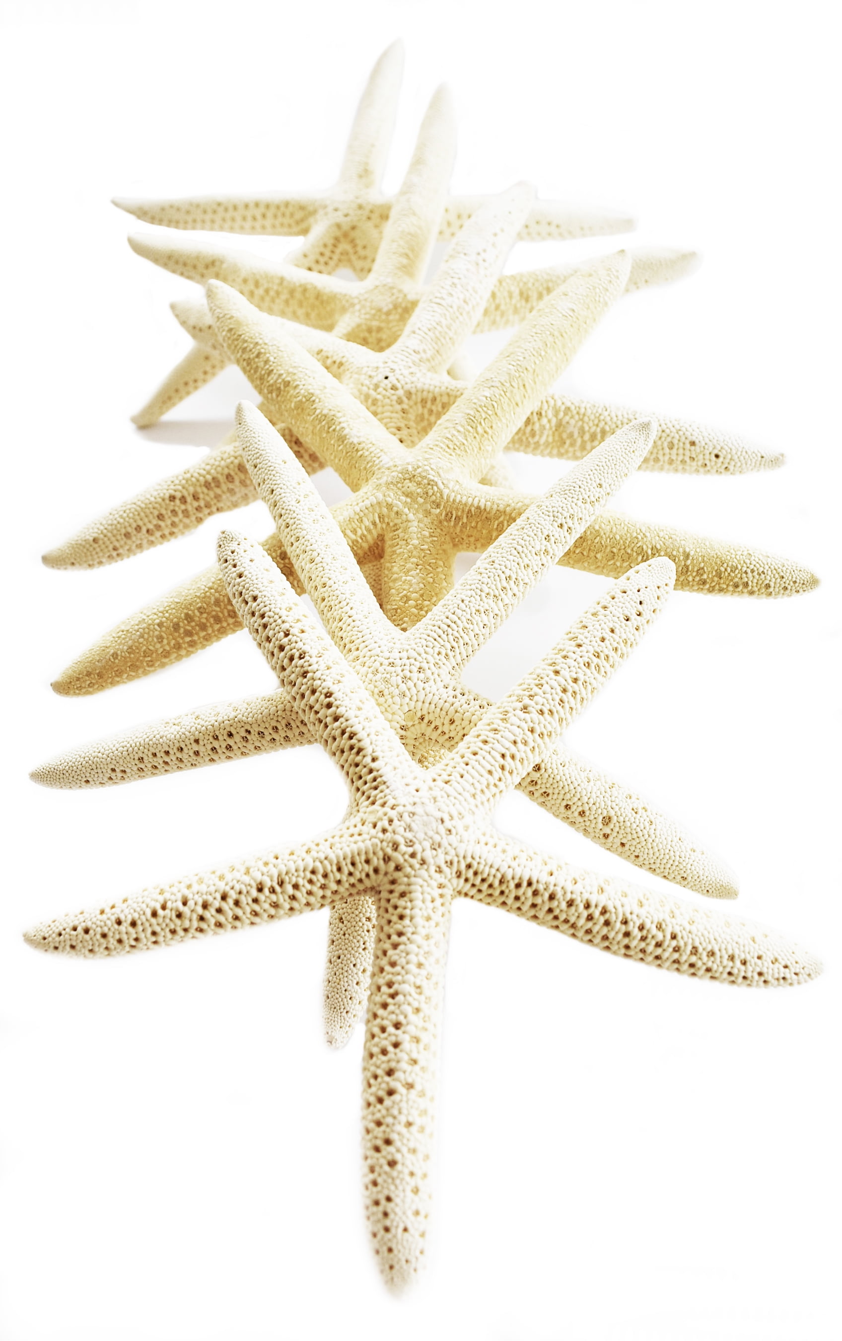 12 White Pencil (Finger) Starfish - Large 6" -8" Beach Wedding Nautical ...