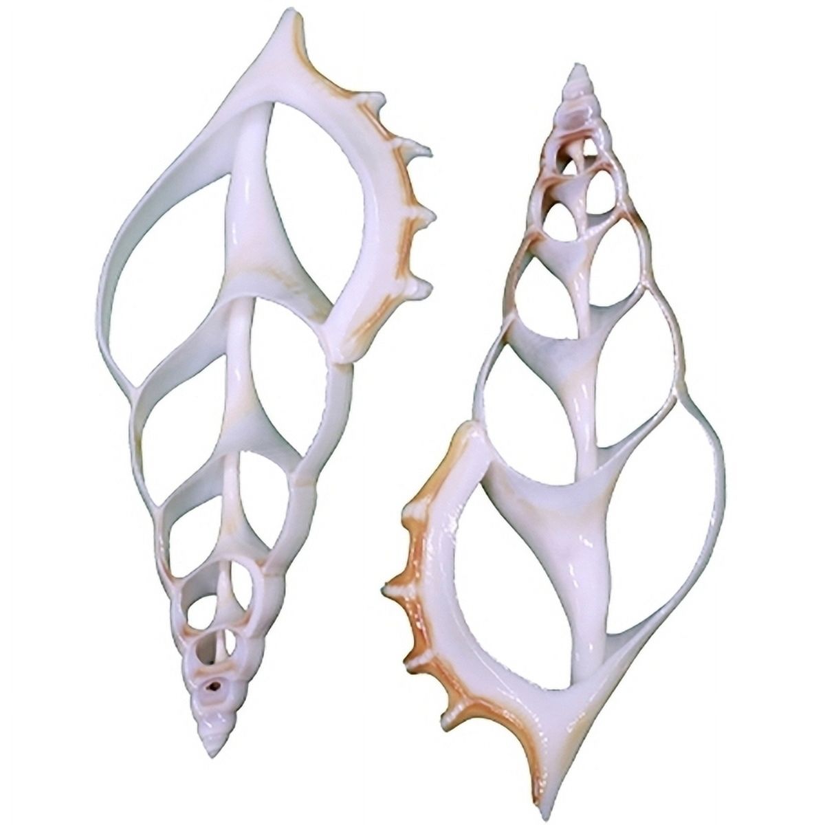 12 White Tibia Center Cut Craft Shells 3.75 - 4" (Set of 12) - Walmart.com