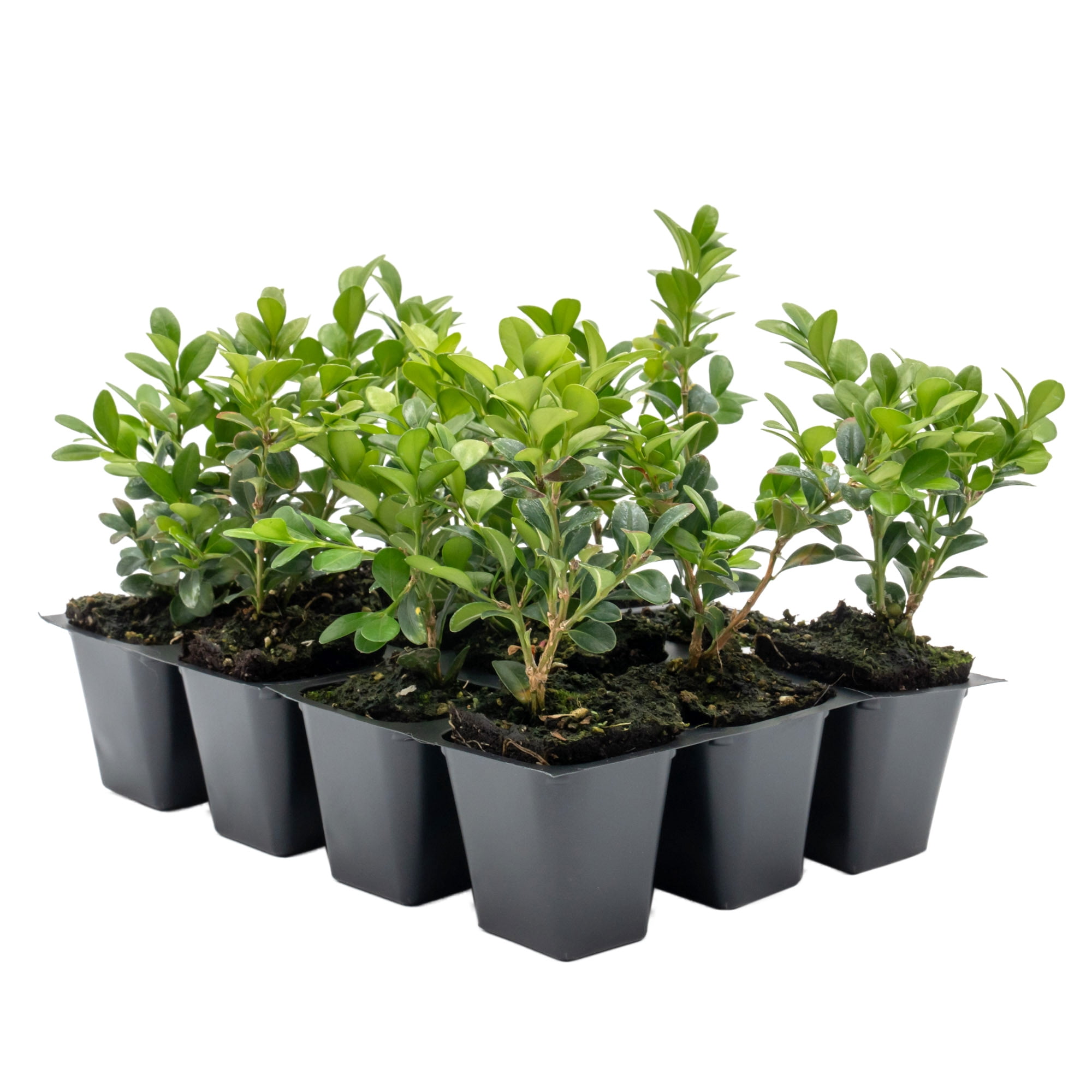 12 Winter Gem Boxwood – Compact Hardy Evergreen Shrub for Hedges ...
