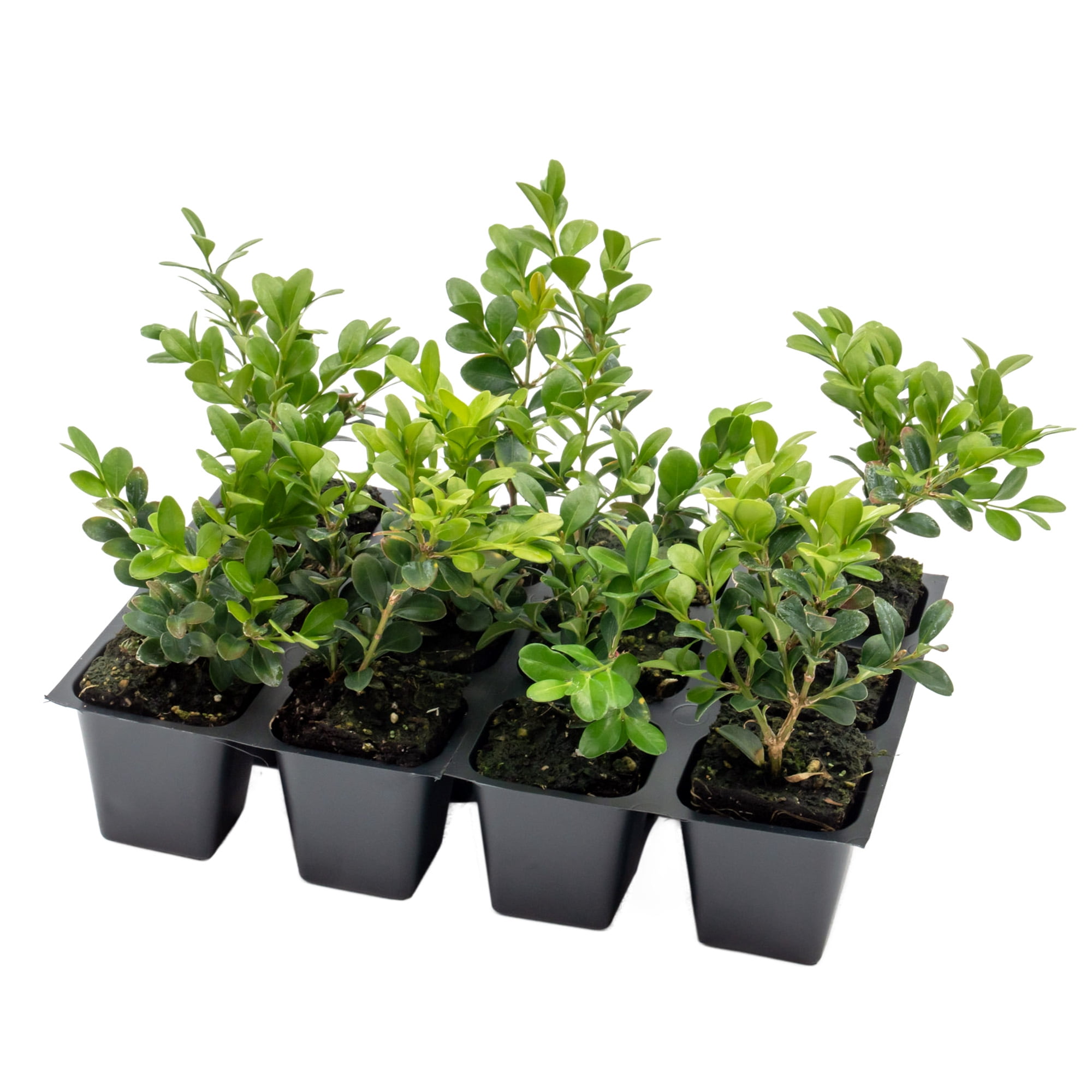 12 Winter Gem Boxwood – Live Plants in 2.5-Inch Nursery Cubes | Buxus ...