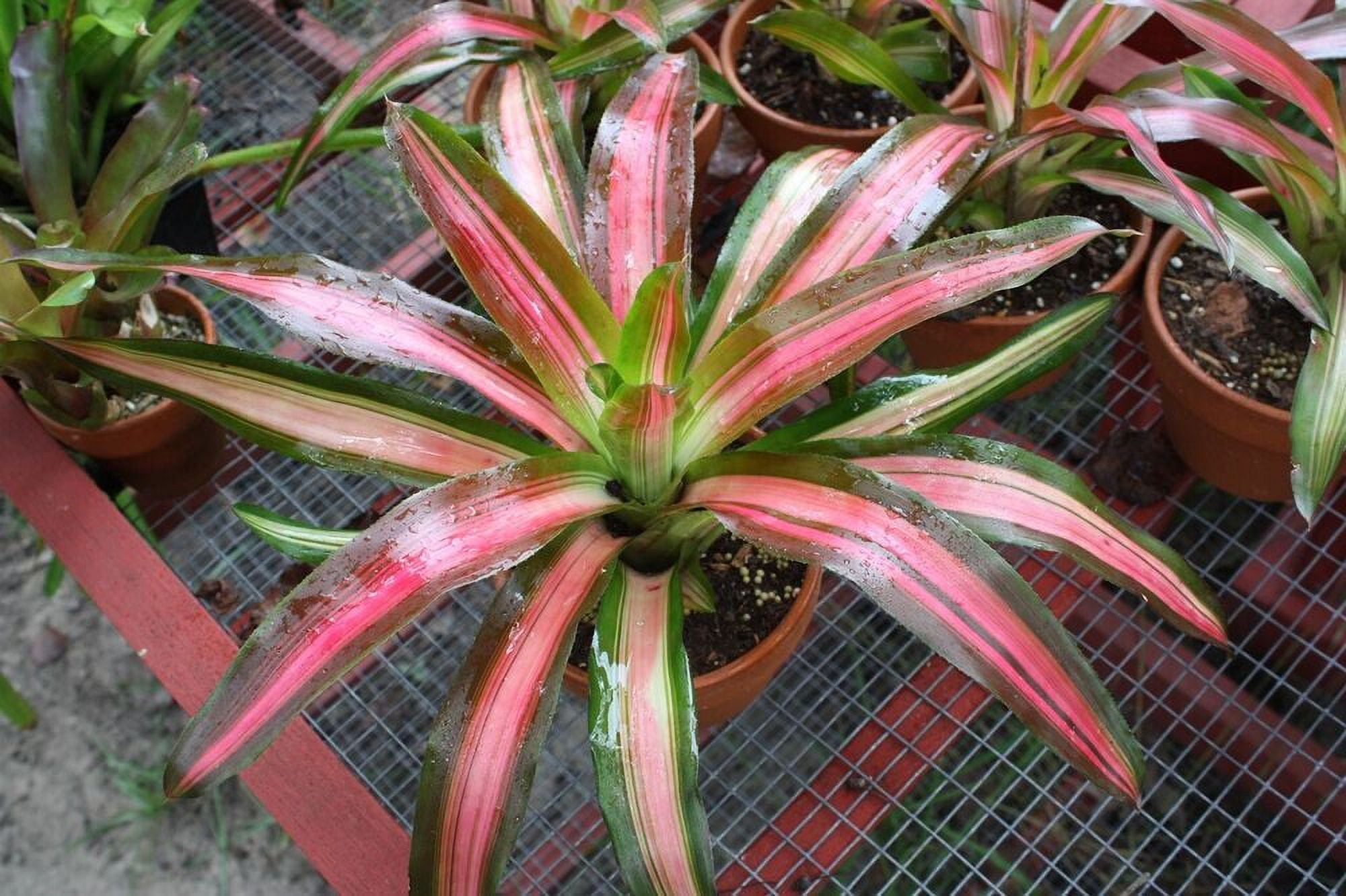 12 bromeliads assortment mix lot neoregelia vriesea billbergia pups ...