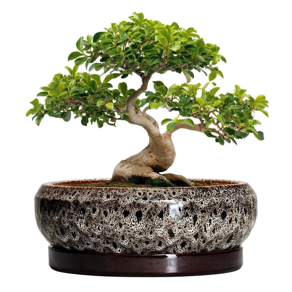 12 inch Indoor Plant Pot, Print Ceramic Planter with Drainage ...