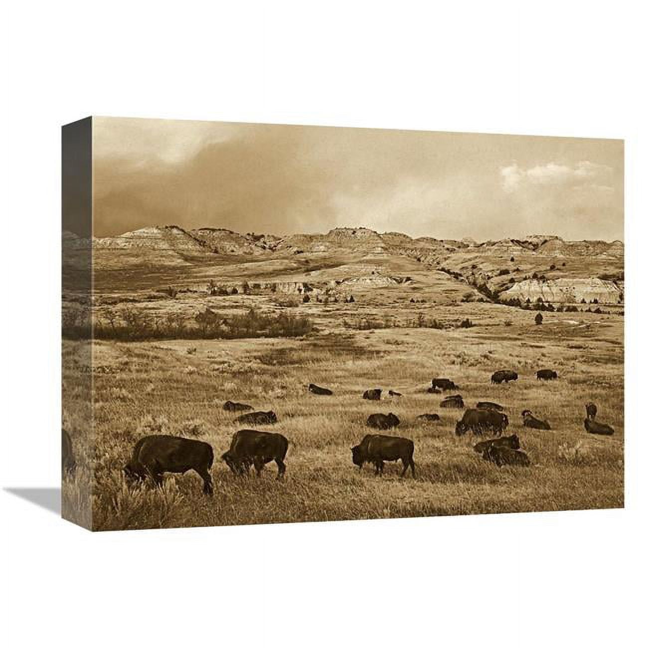 12 x 16 in. American Bison Herd Grazing on Praire, Theodore Roosevelt ...