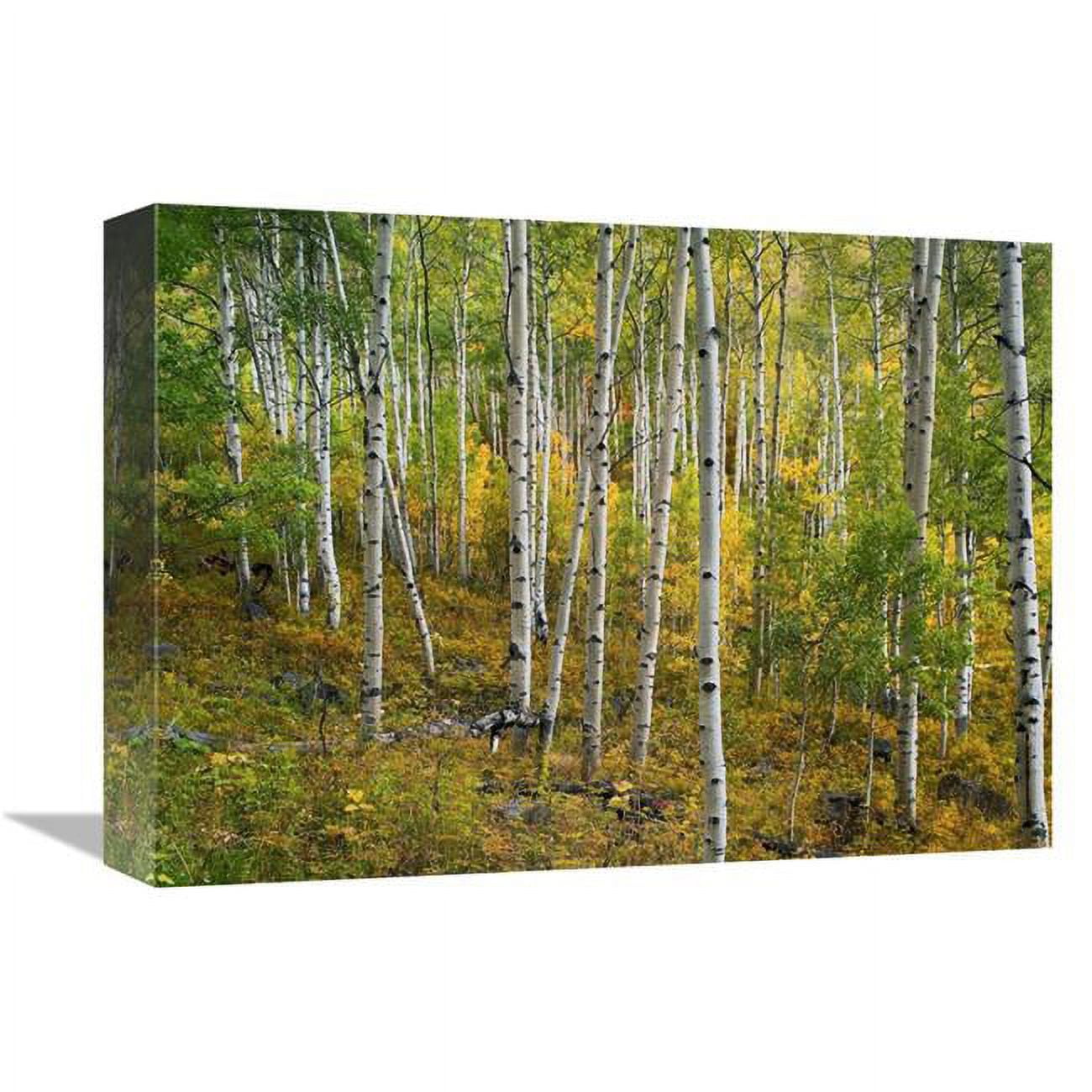 12 x 16 in. Aspen Forest, Colorado Art Print - Tim Fitzharris - Walmart.com