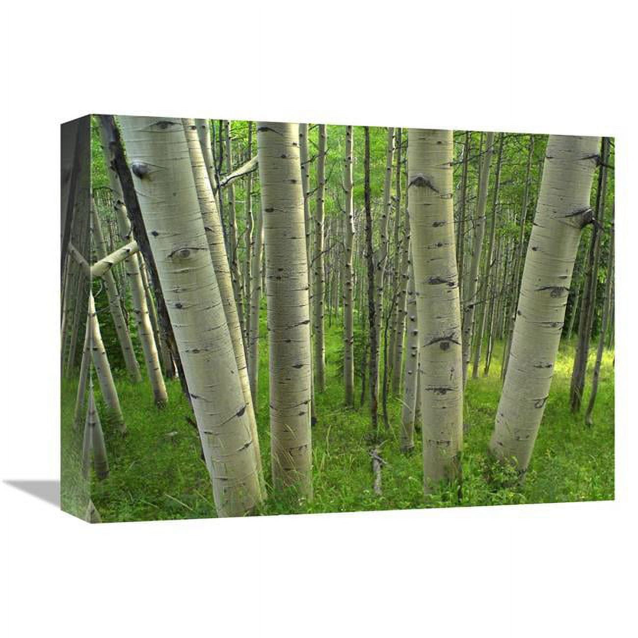 12 x 16 in. Aspen Forest in Spring, Gunnison National Forest, Colorado ...