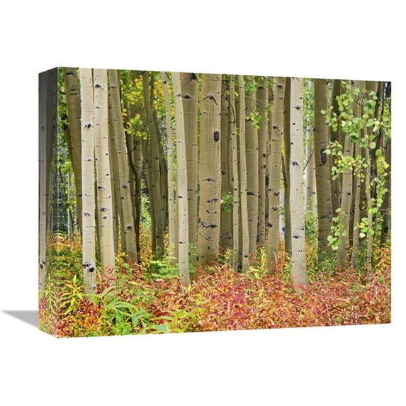 12 x 16 in. Aspen Trees & Fireweed, Collegiate Peaks Wilderness Area ...