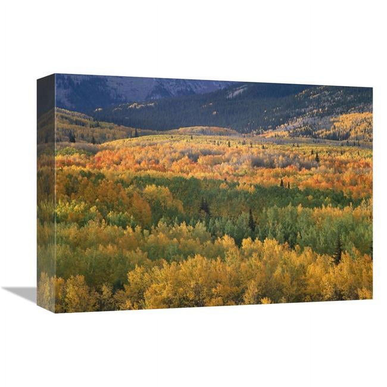 12 x 16 in. Aspen Trees in Fall Colors, Gunnison National Forest ...