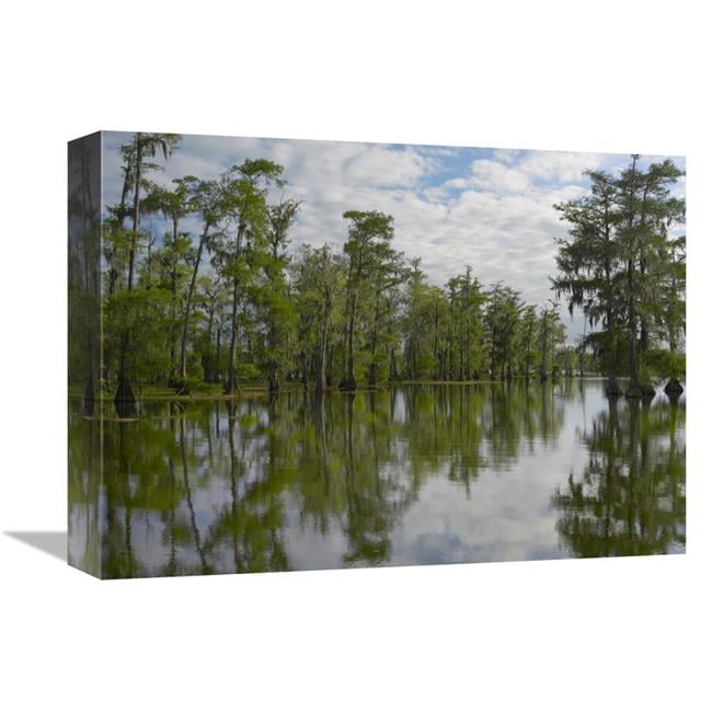 12 x 16 in. Bald Cypress Swamp, Cypress Island, Lake Martin, Louisiana ...