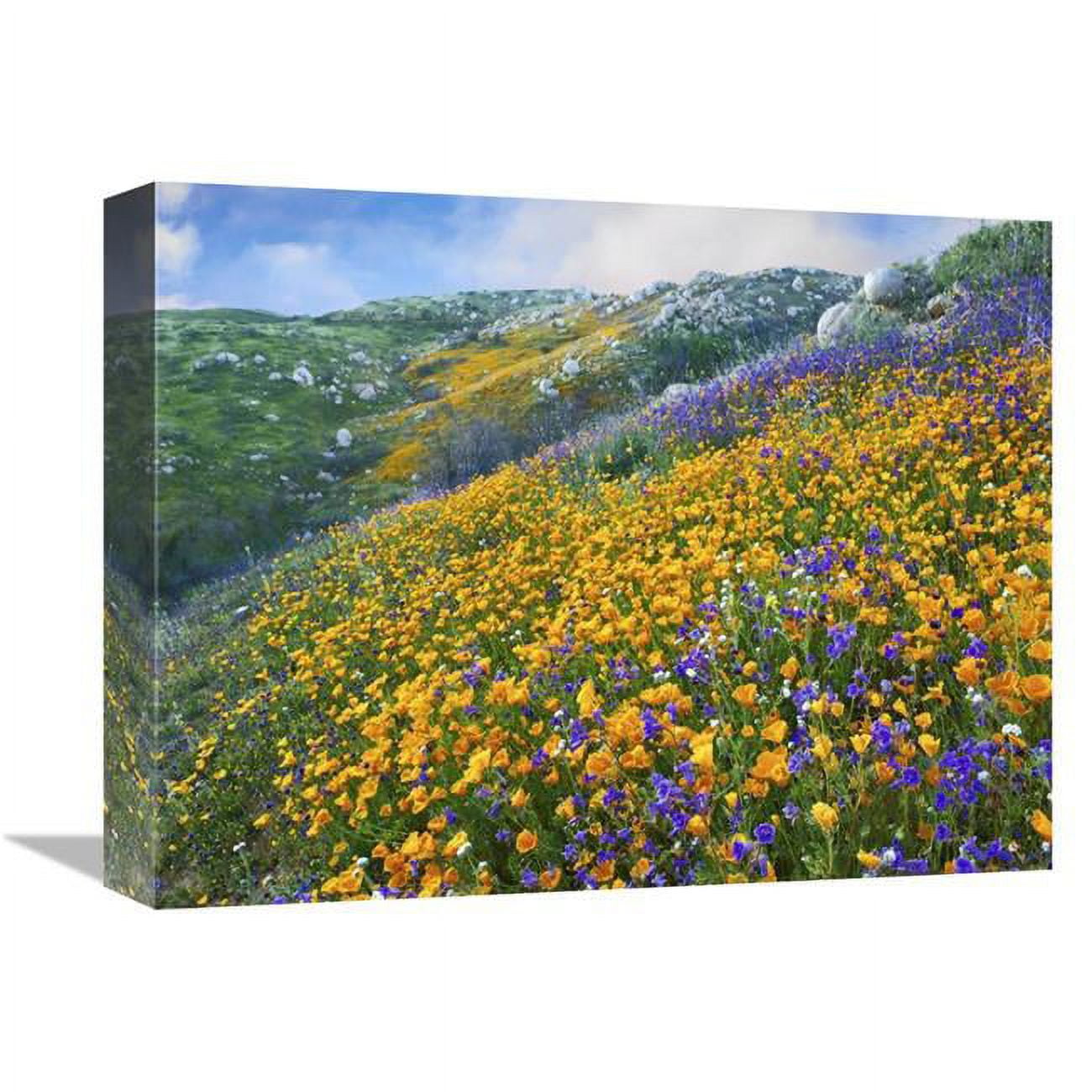 12 x 16 in. California Poppy & Desert Bluebell Flowers, Canyon Hills ...