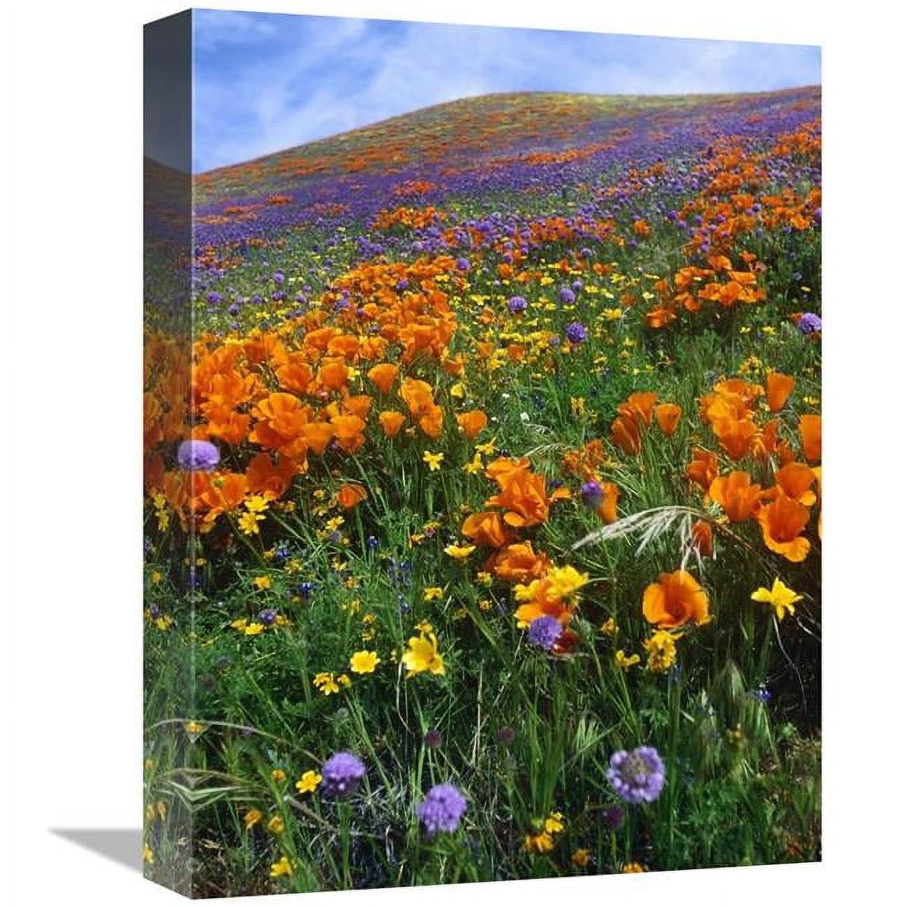 12 x 16 in. California Poppy & Other Wildflowers Growing on Hillside ...