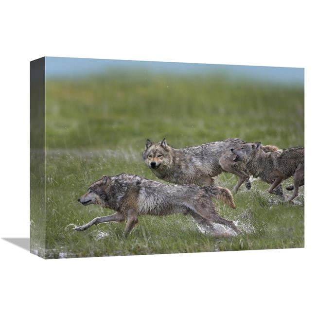 12 x 16 in. Gray Wolf Trio Running Through Water, North America Art ...