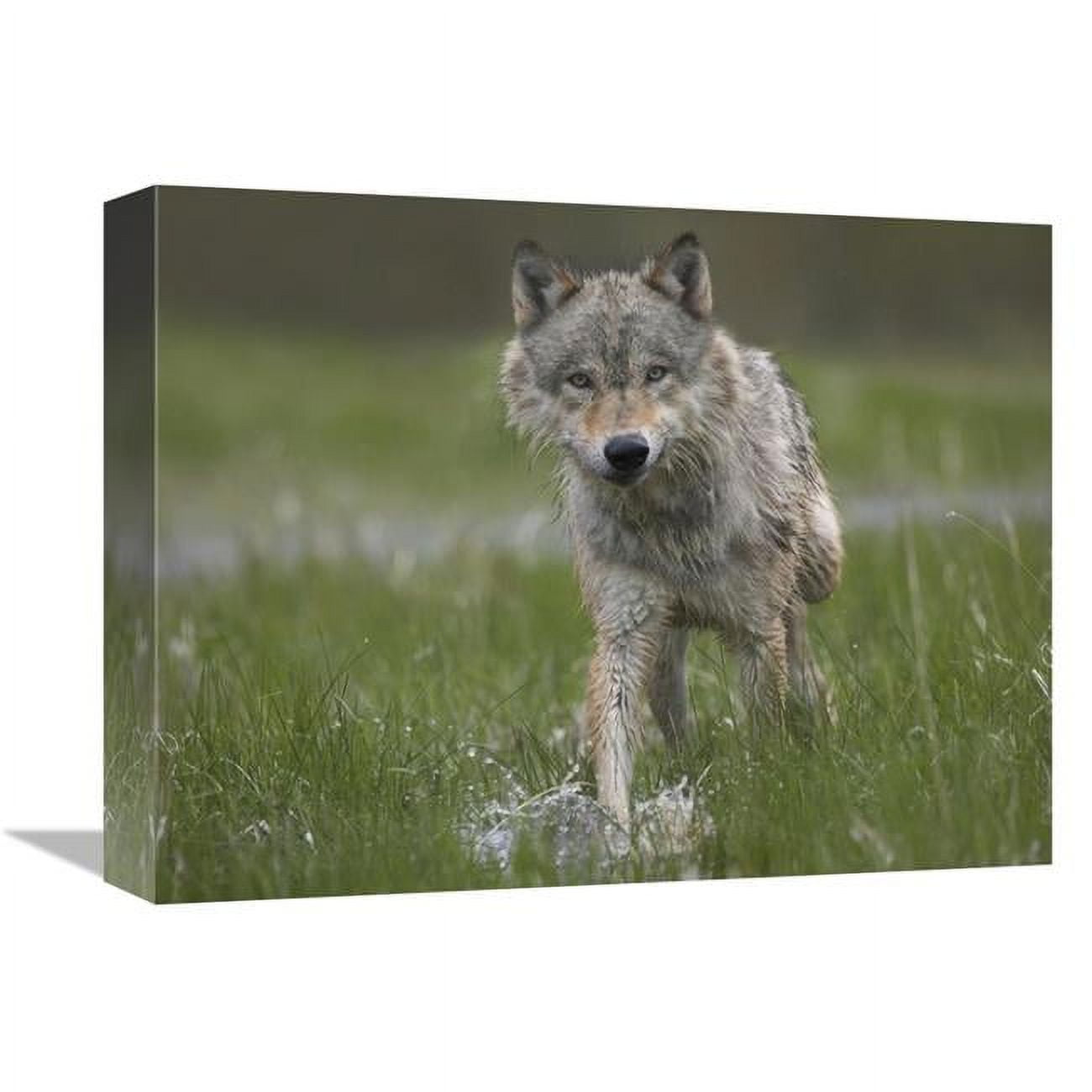12 x 16 in. Gray Wolf Walking Through Water, North America Art Print ...