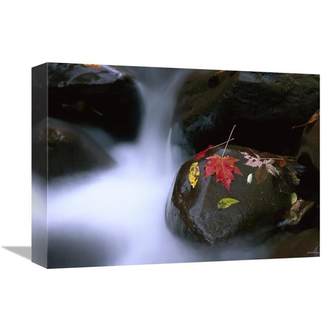 12 x 16 in. Little Pigeon River & Fall Maple Leaves, Great Smoky ...
