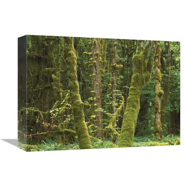 12 x 16 in. Maple Glade, Quinault Temperate Rainforest, Olympic NP ...