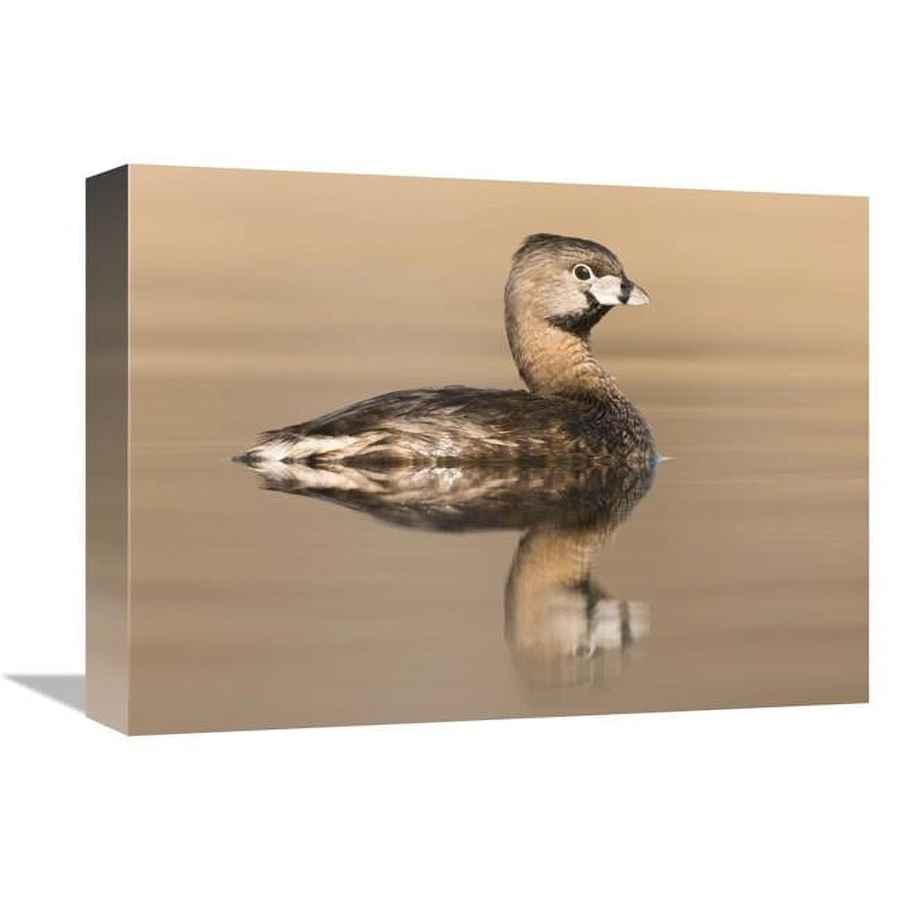 12 x 16 in. Pied-Billed Grebe in Breeding Plumage, Island Lake ...