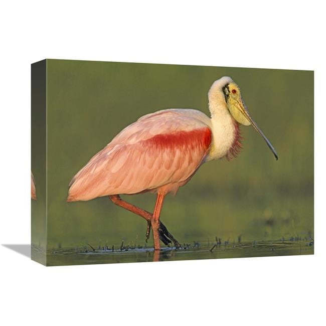 12 x 16 in. Roseate Spoonbill Wading, North America Art Print - Tim ...