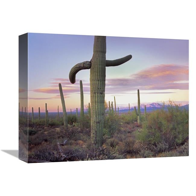 12 x 16 in. Saguaro Cactus Field with Sierrita Mountains in the ...