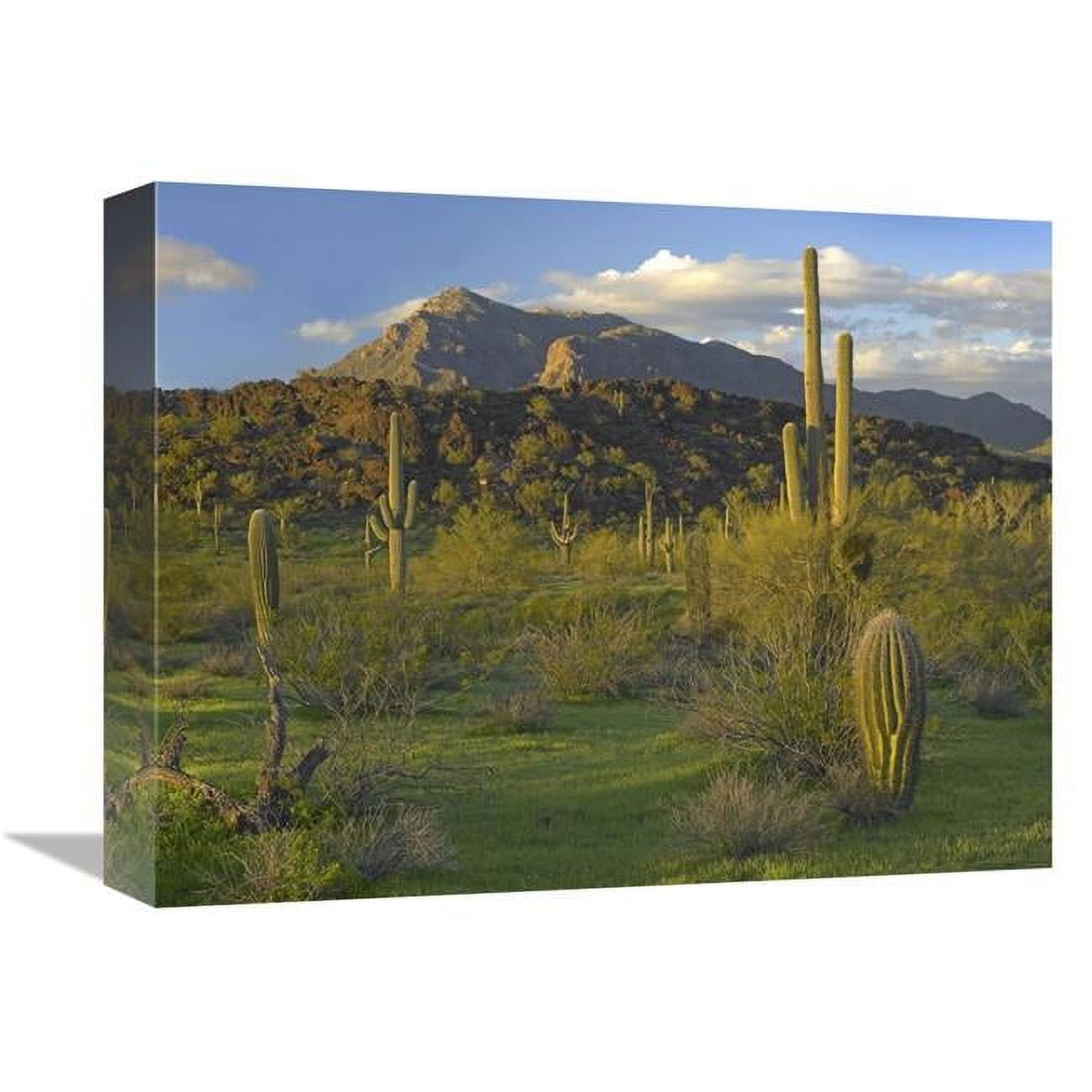 12 x 16 in. Saguaro Picacho Mountains, Picacho Peak State Park, Arizona ...