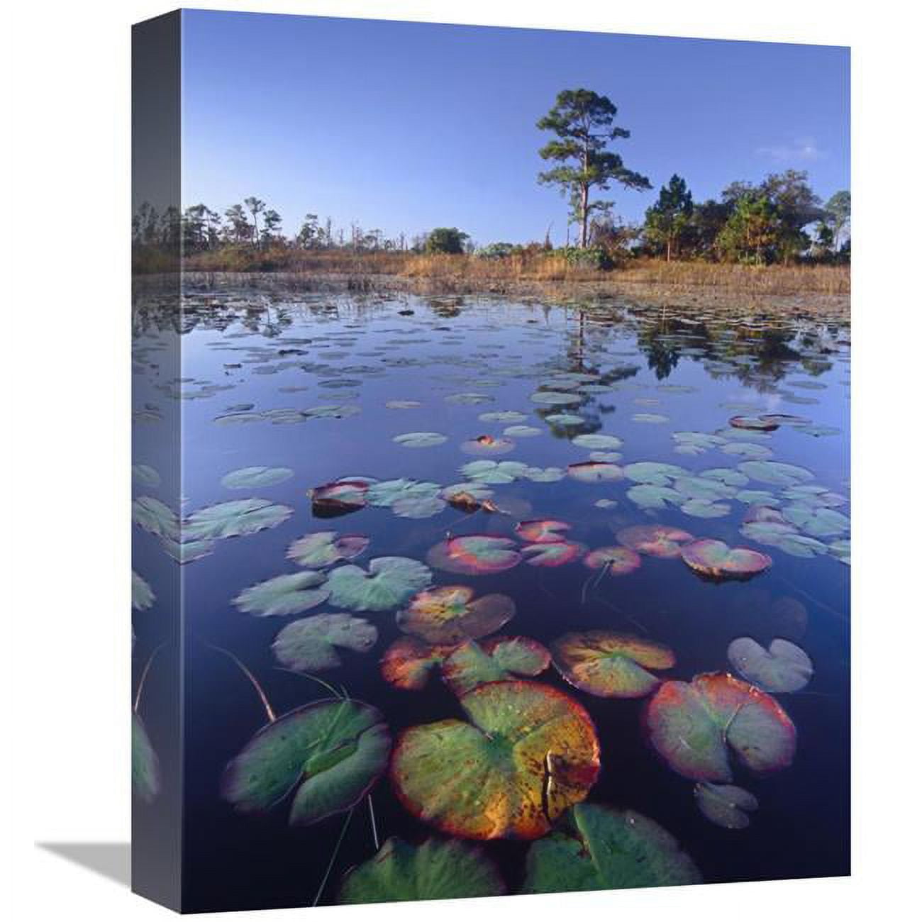 12 x 16 in. Waterlilies in Pond, Jonathan Dickinson State Park Near ...